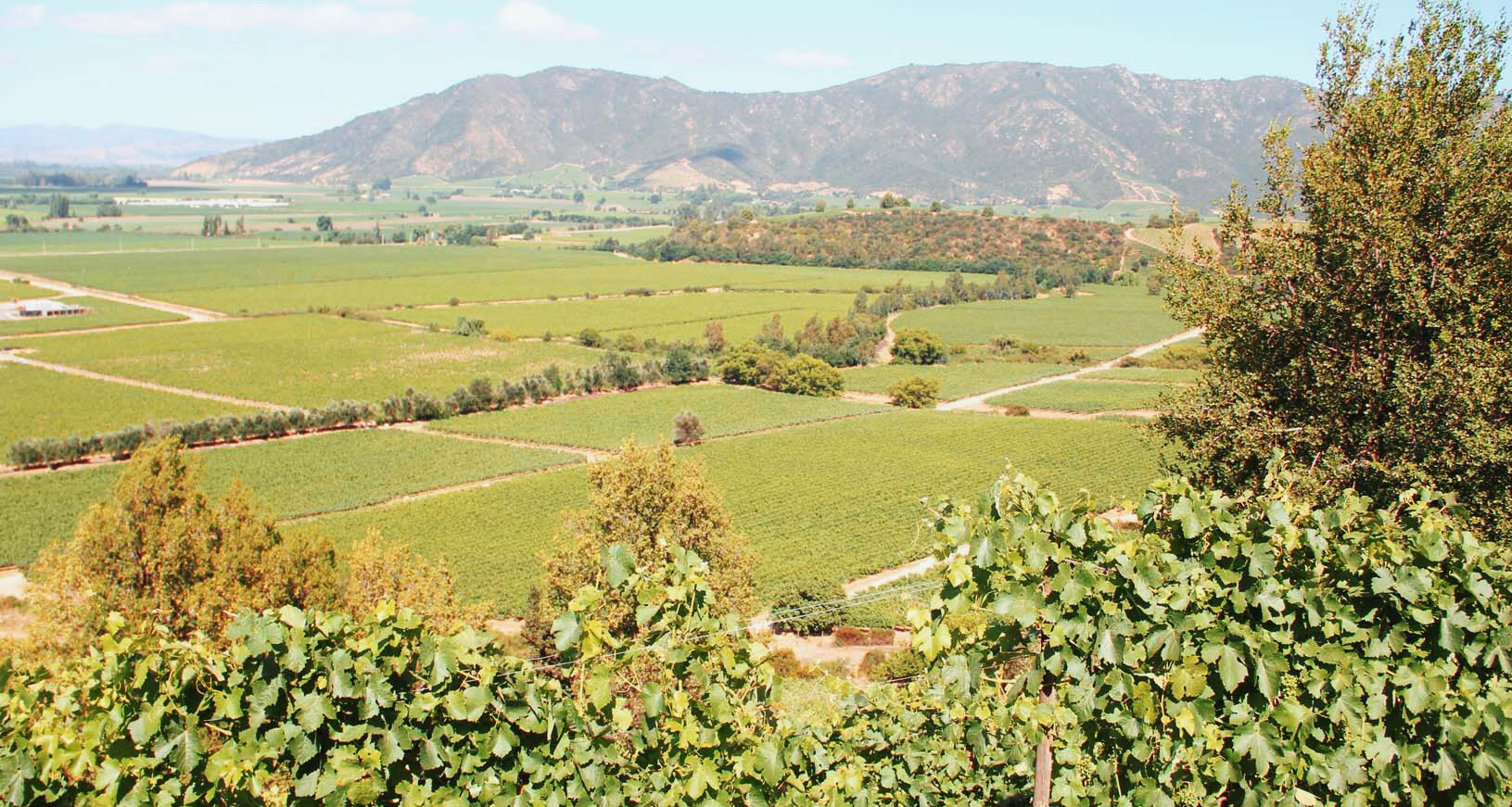 Vale do Colchagua, no Chile: roteiro pelas vinícolas - Carpe Mundi