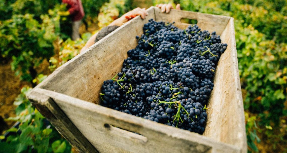 Tudo sobre a viagem pela rota de vinhos da Borgonha, na França