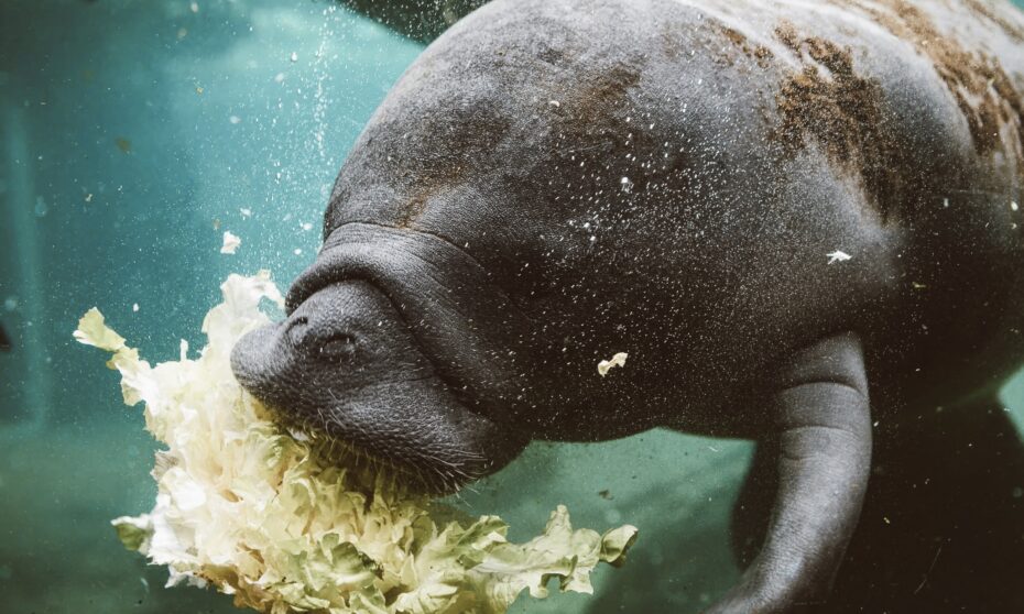 Curiosidades sobre os peixes-boi que você não sabia - Carpe Mundi